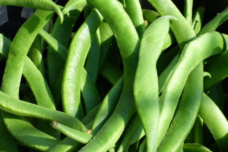Romano Beans | Pilmifresh